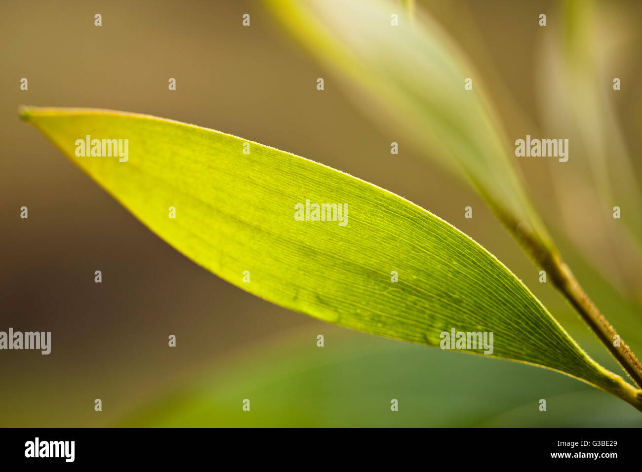 Phyllode hi-res stock photography and images - Alamy