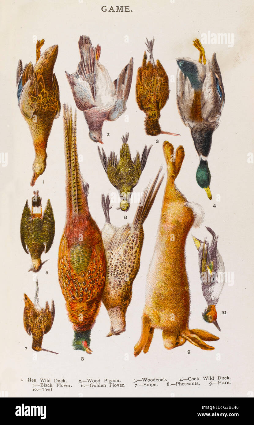 Various game birds hi-res stock photography and images - Alamy