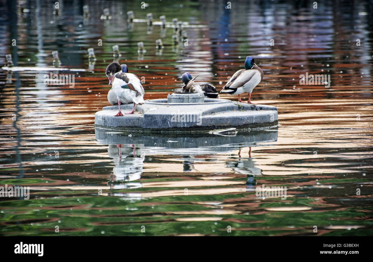 Mallard ducks - Anas platyrhynchos - resting on an islet in the middle ...