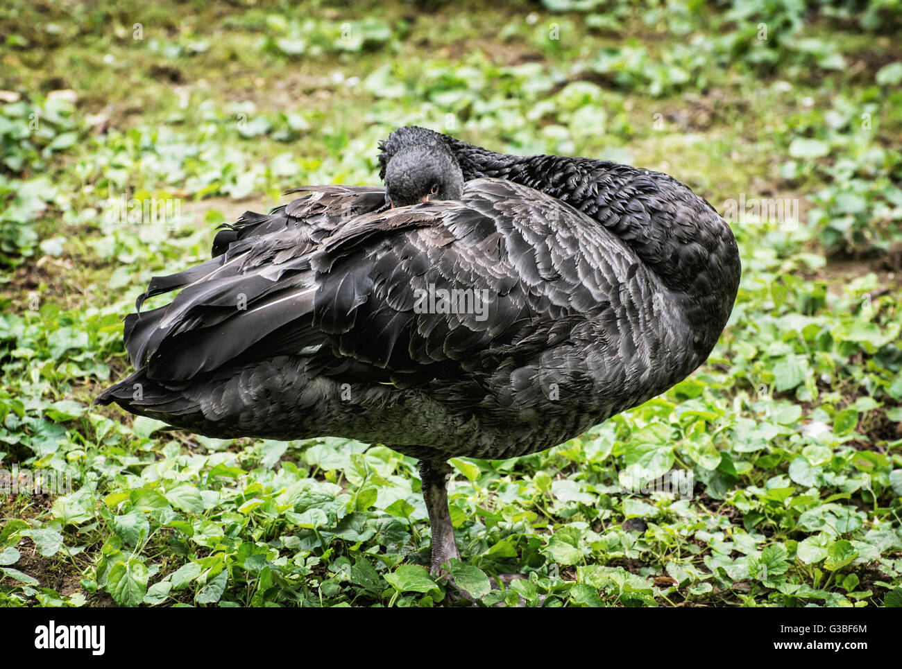 Black swan - Cygnus atratus - standing on the one leg and resting ...
