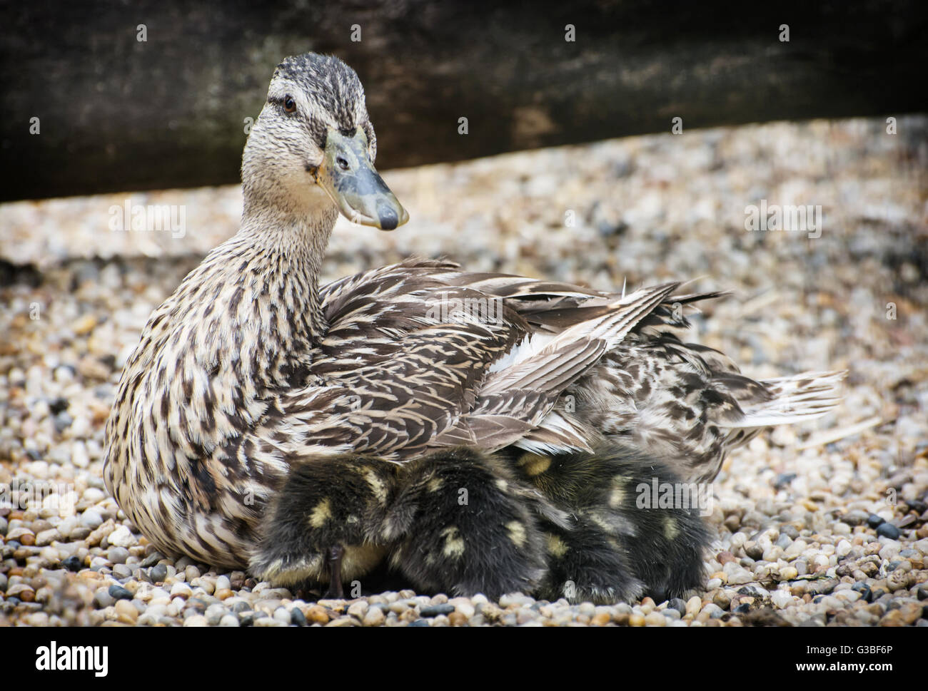 Wild duck with youngs. Animal scene. Spring natural theme. Detail photo ...