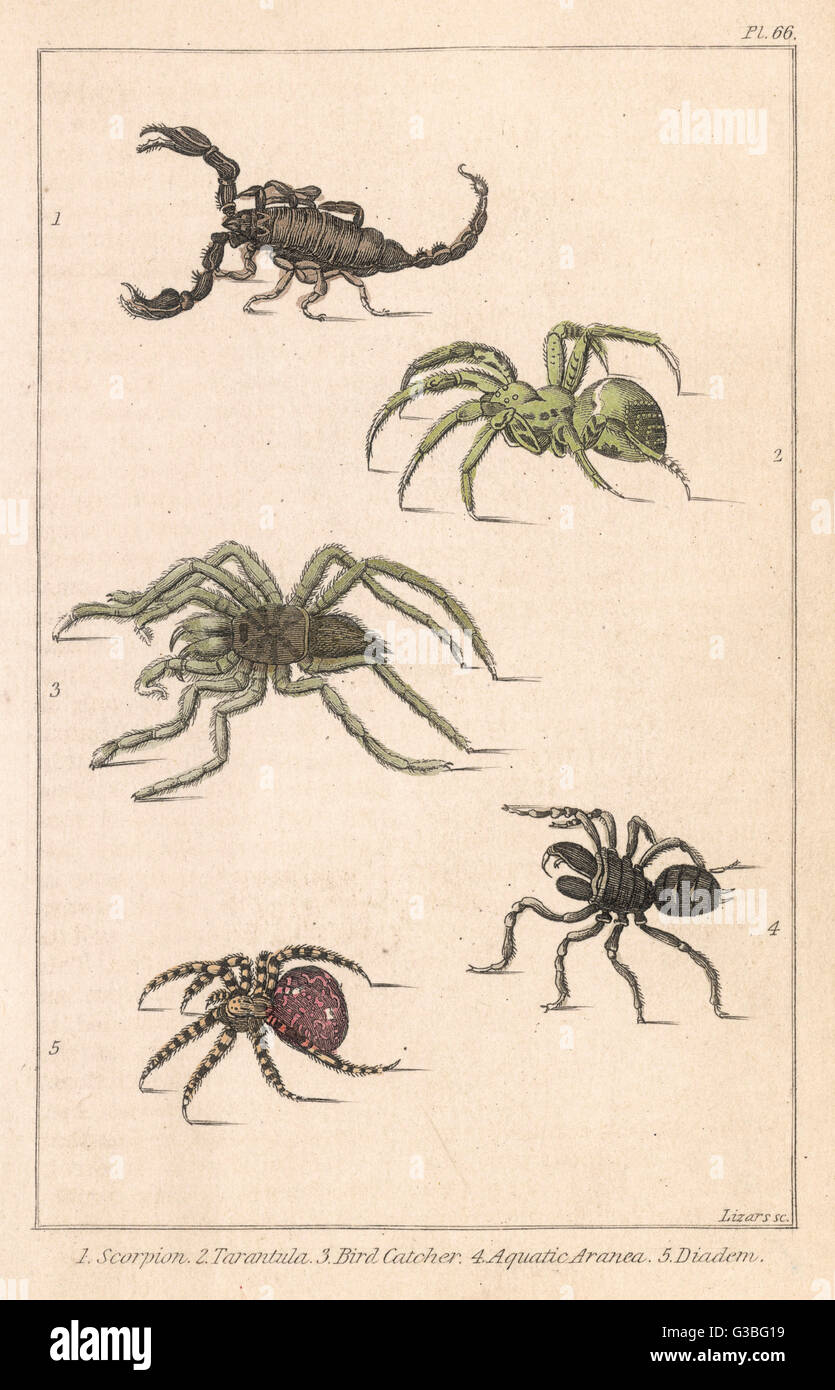SCORPIONS & SPIDERS Stock Photo - Alamy