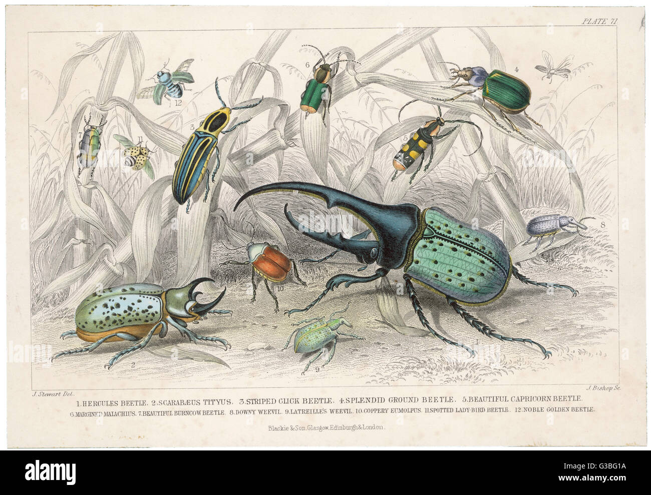 Scarabaeus hi-res stock photography and images - Alamy