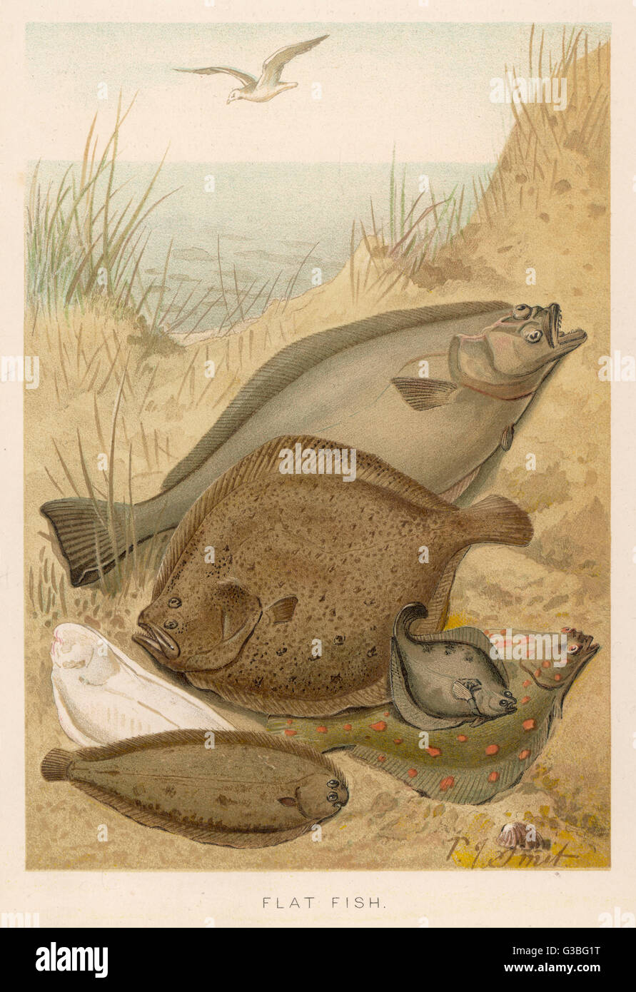A GROUP OF FLAT FISH Stock Photo - Alamy