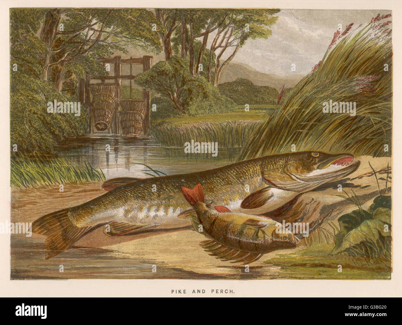 A PIKE AND A PERCH Stock Photo - Alamy