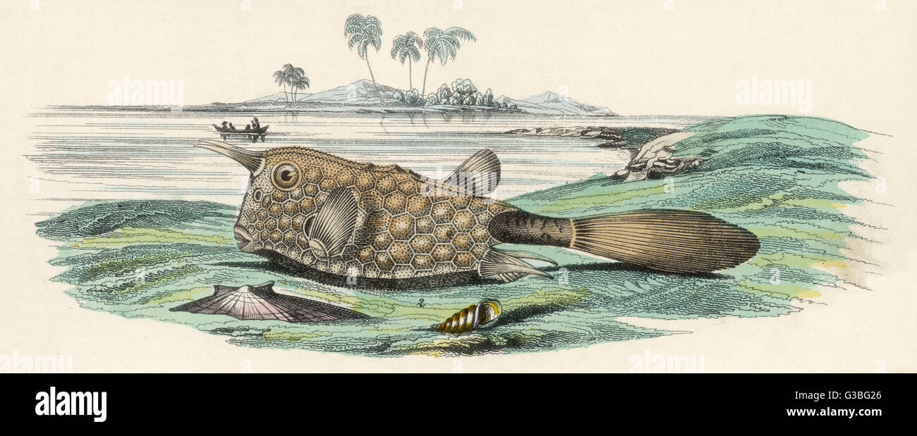 Bull fish hi-res stock photography and images - Alamy