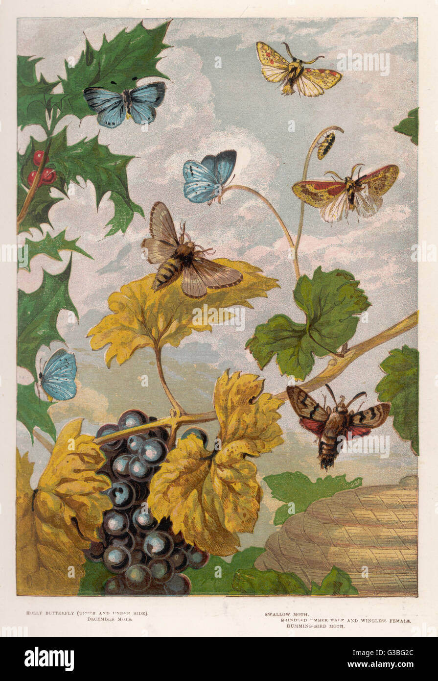 HEATH BUTTERFLY 1860 Stock Photo - Alamy