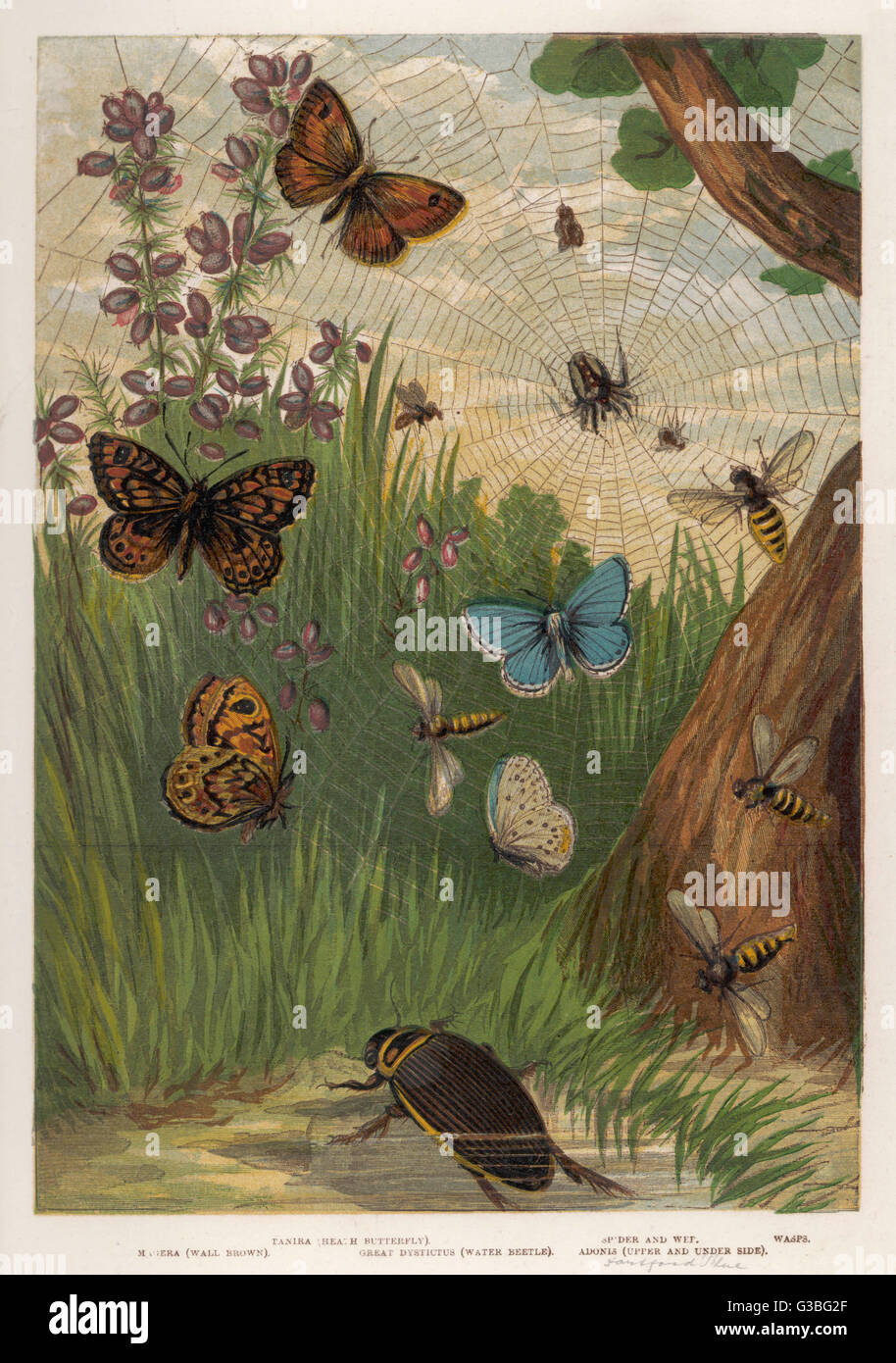 HOLLY BUTTERFLY 1860 Stock Photo - Alamy