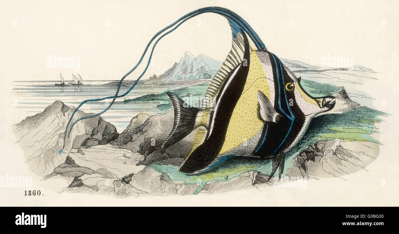 Pennant fish hi-res stock photography and images - Alamy