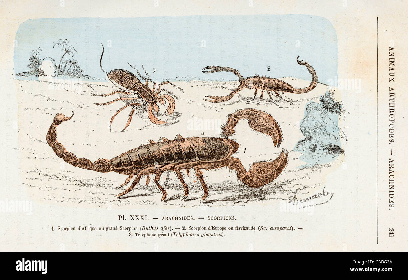 Telyphonus hi-res stock photography and images - Alamy