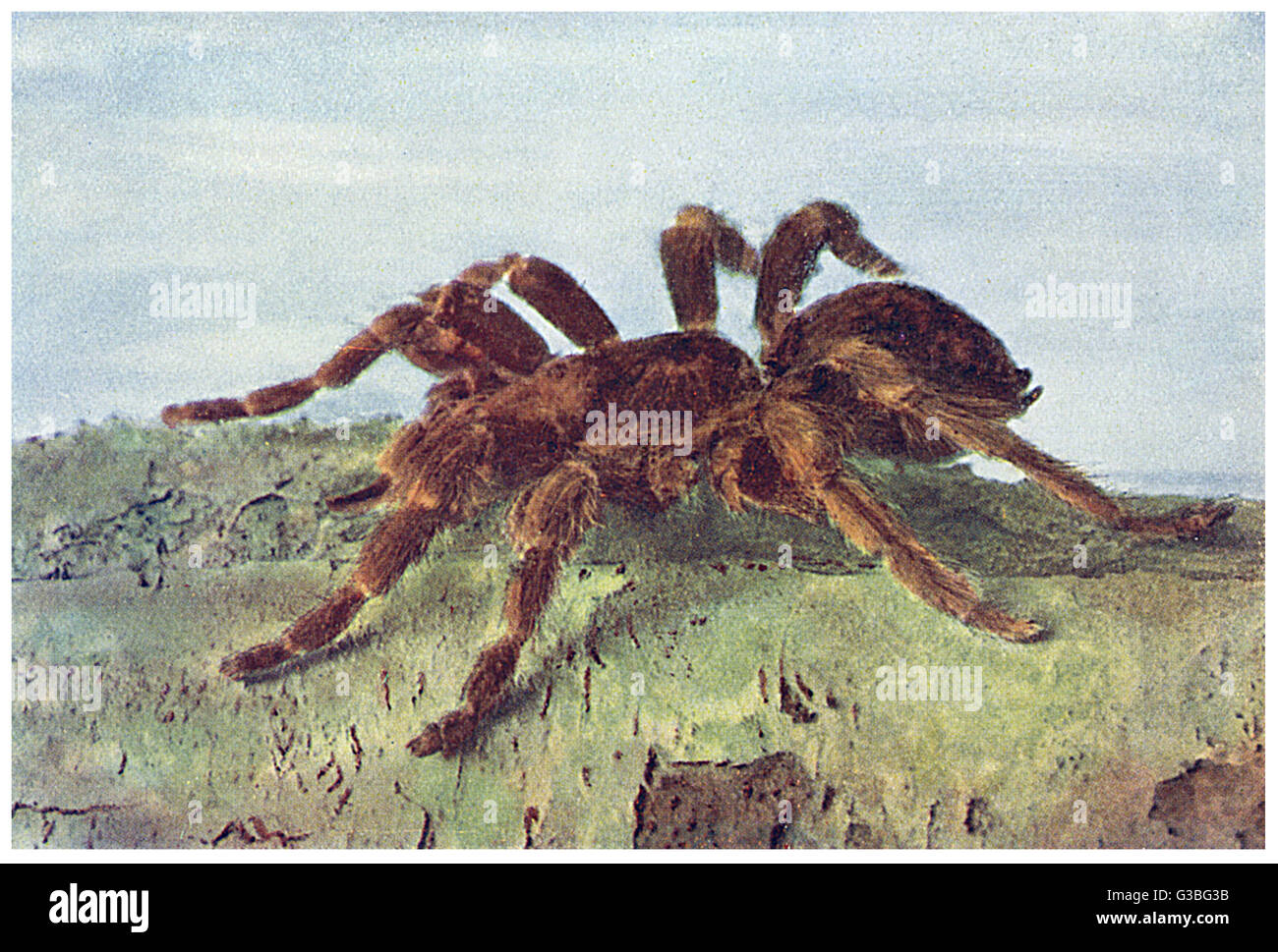 GREAT TREE SPIDER Stock Photo - Alamy