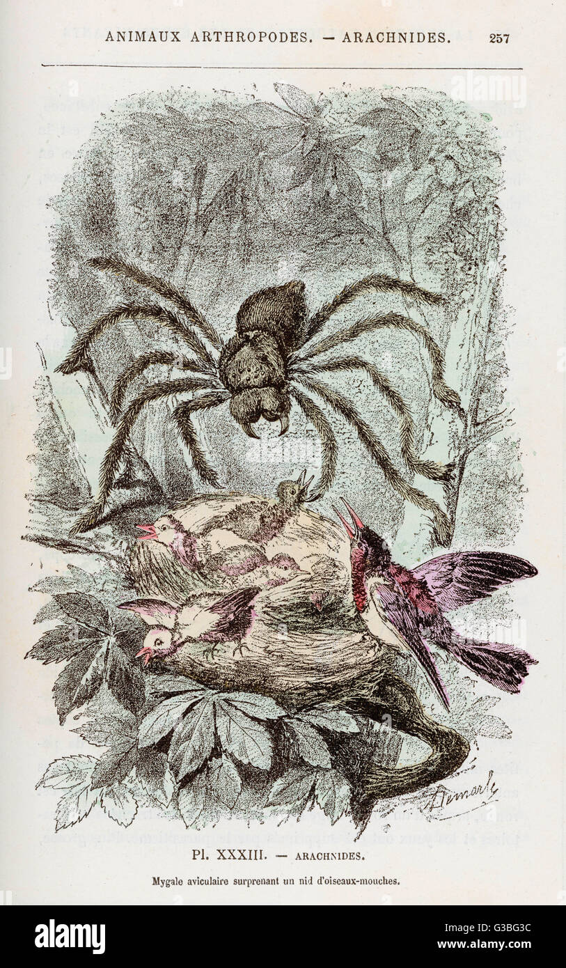 BIRD-EATING SPIDER C1870 Stock Photo - Alamy