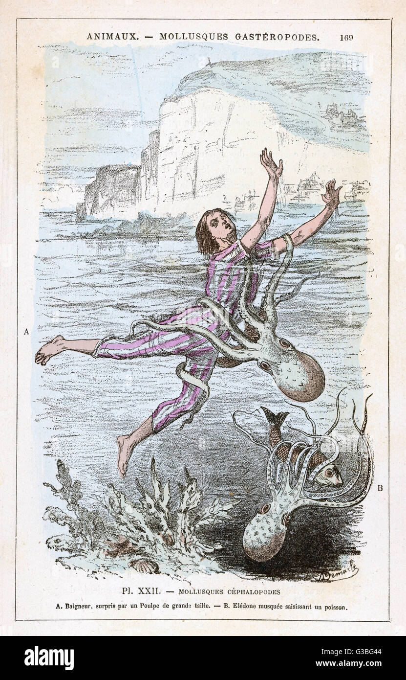 An octopus attacks a bather and wraps its tentacles around his body ...