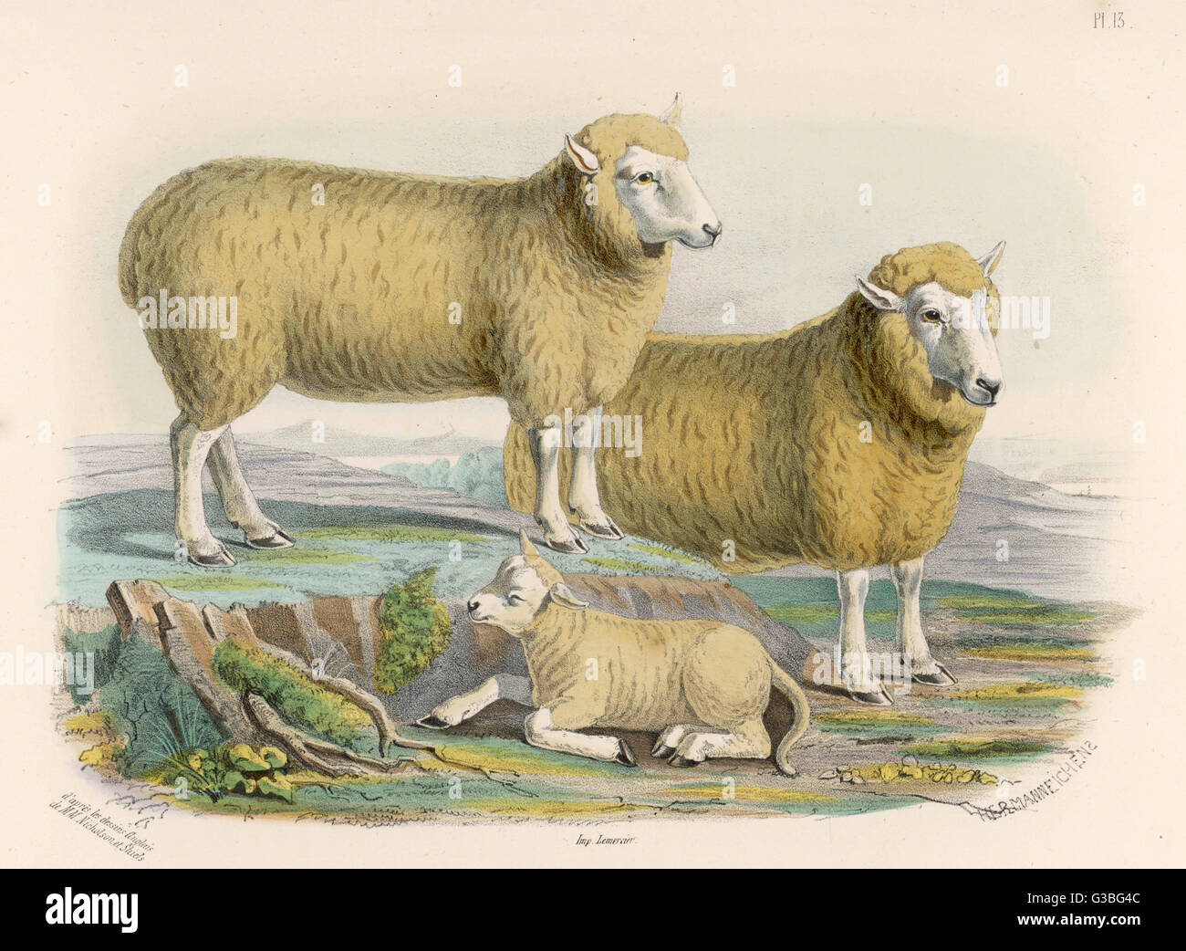 Ram ewe bred mr tomkins hi-res stock photography and images - Alamy