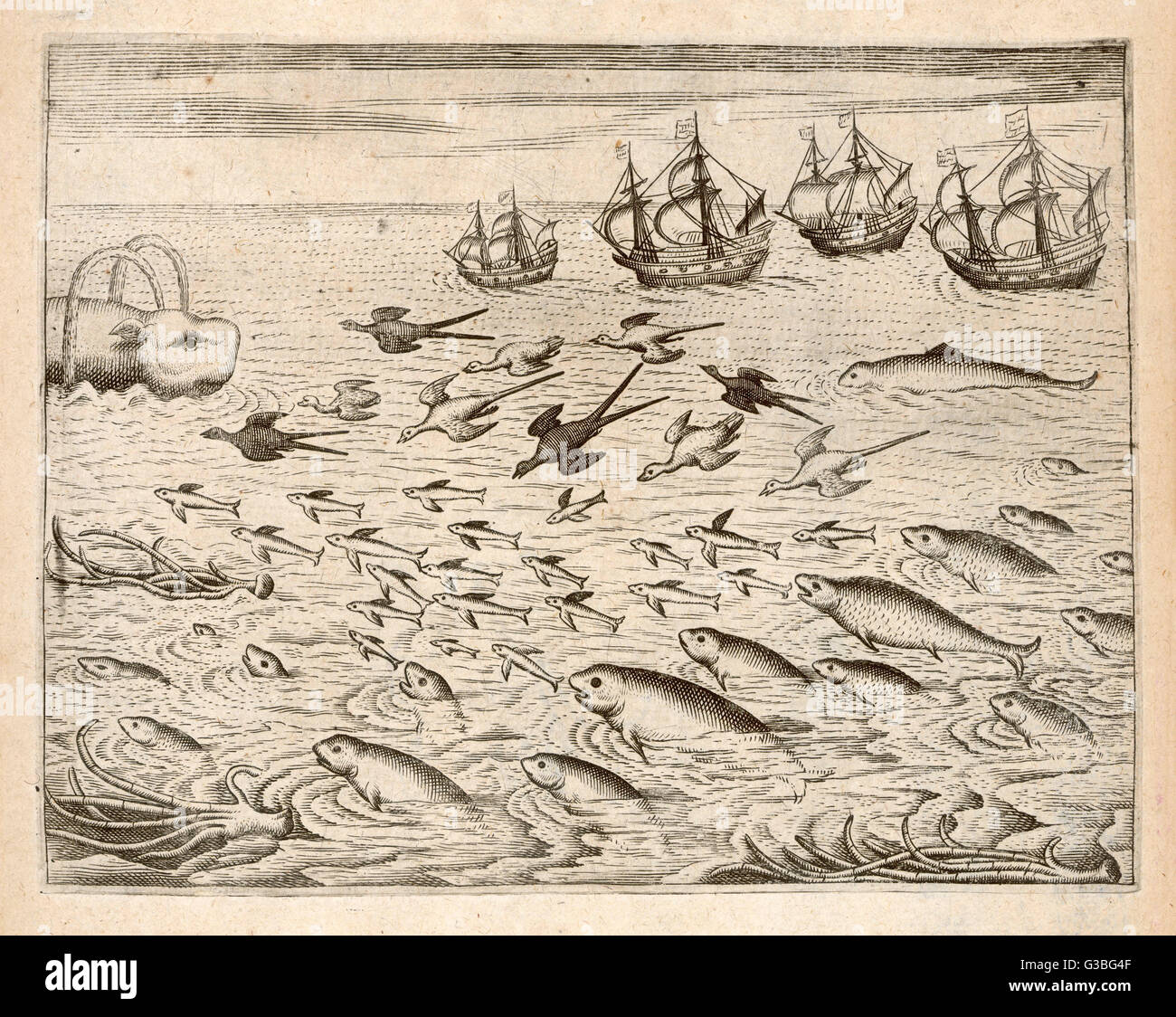 FISH SEEN NEAR INDIA Stock Photo - Alamy