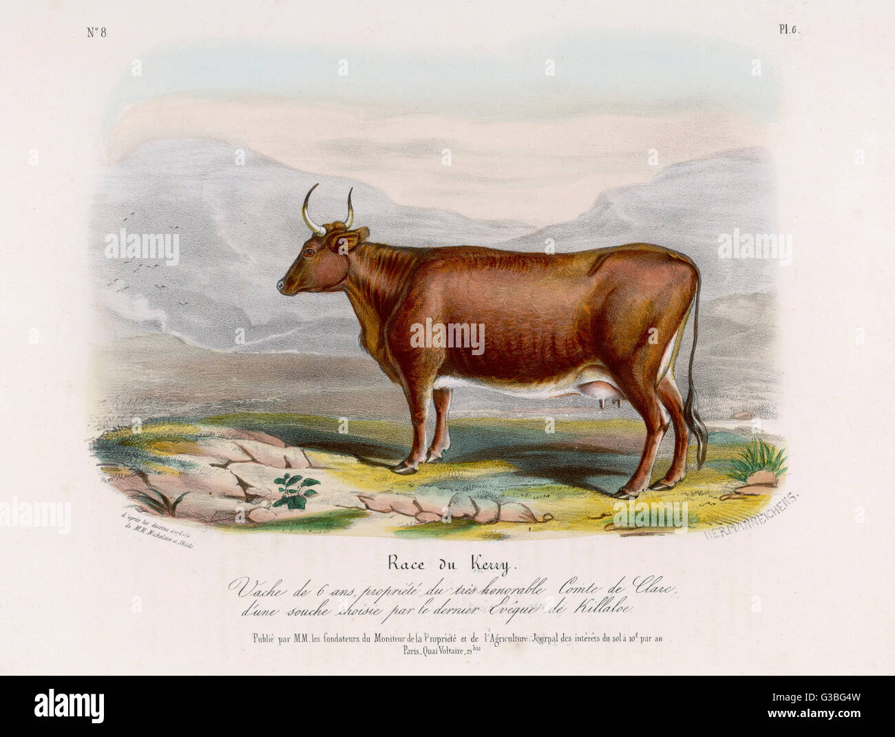 Bishop cattle hi-res stock photography and images - Alamy