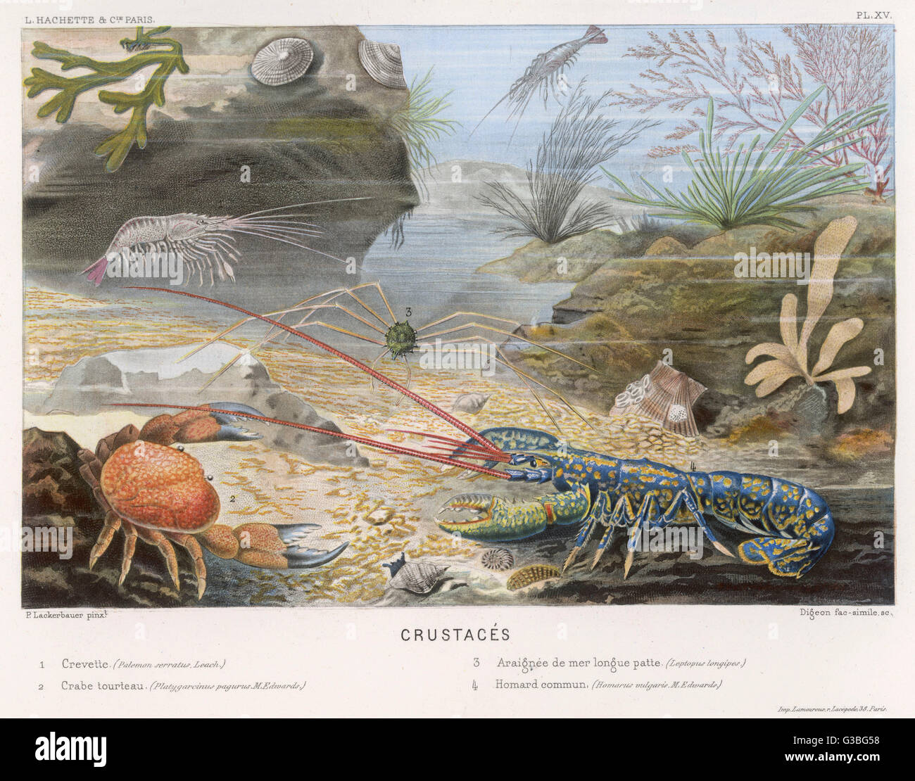 LOBSTER, CRAB & FRIENDS Stock Photo - Alamy