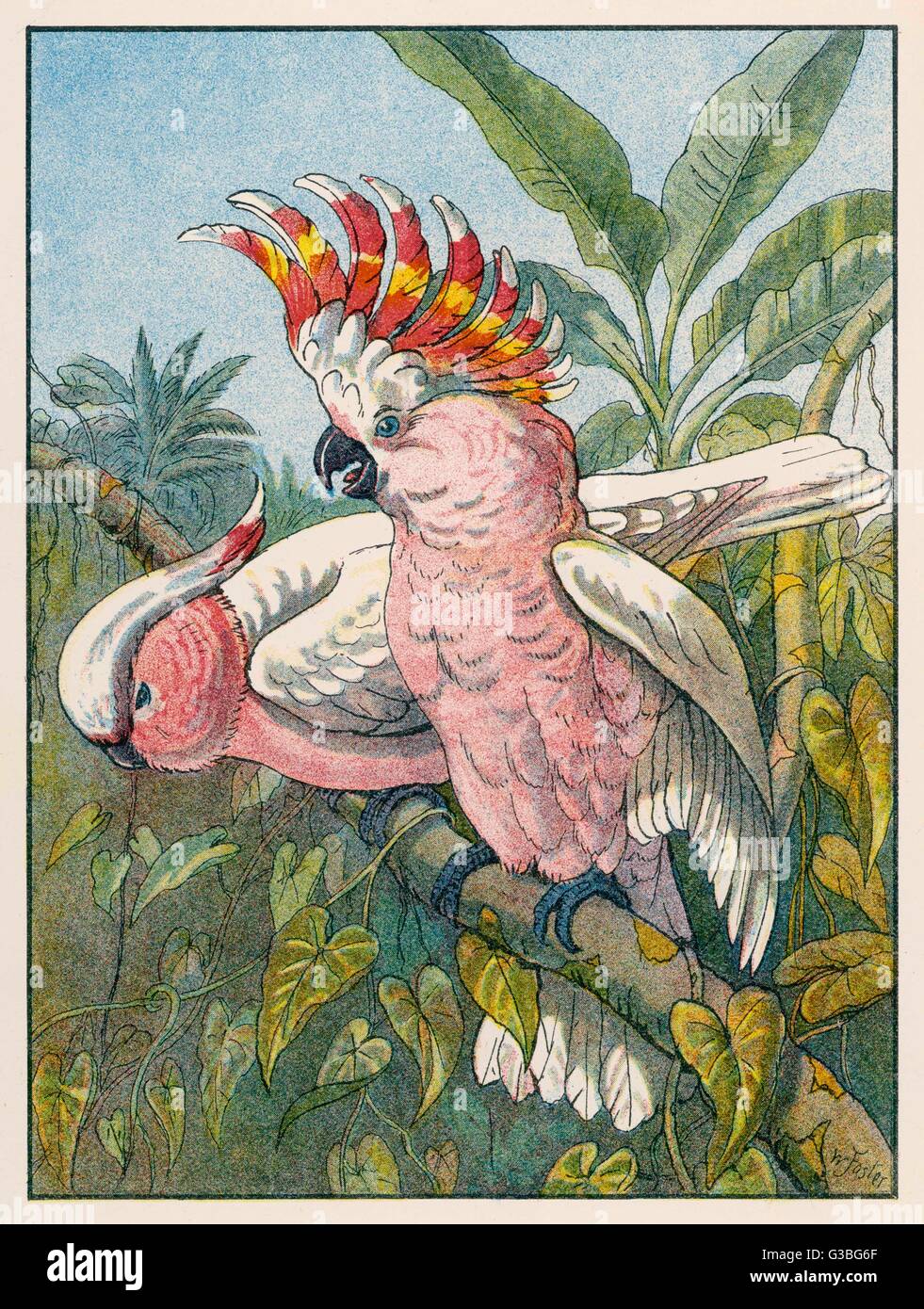 Family of cockatoos hi-res stock photography and images - Alamy