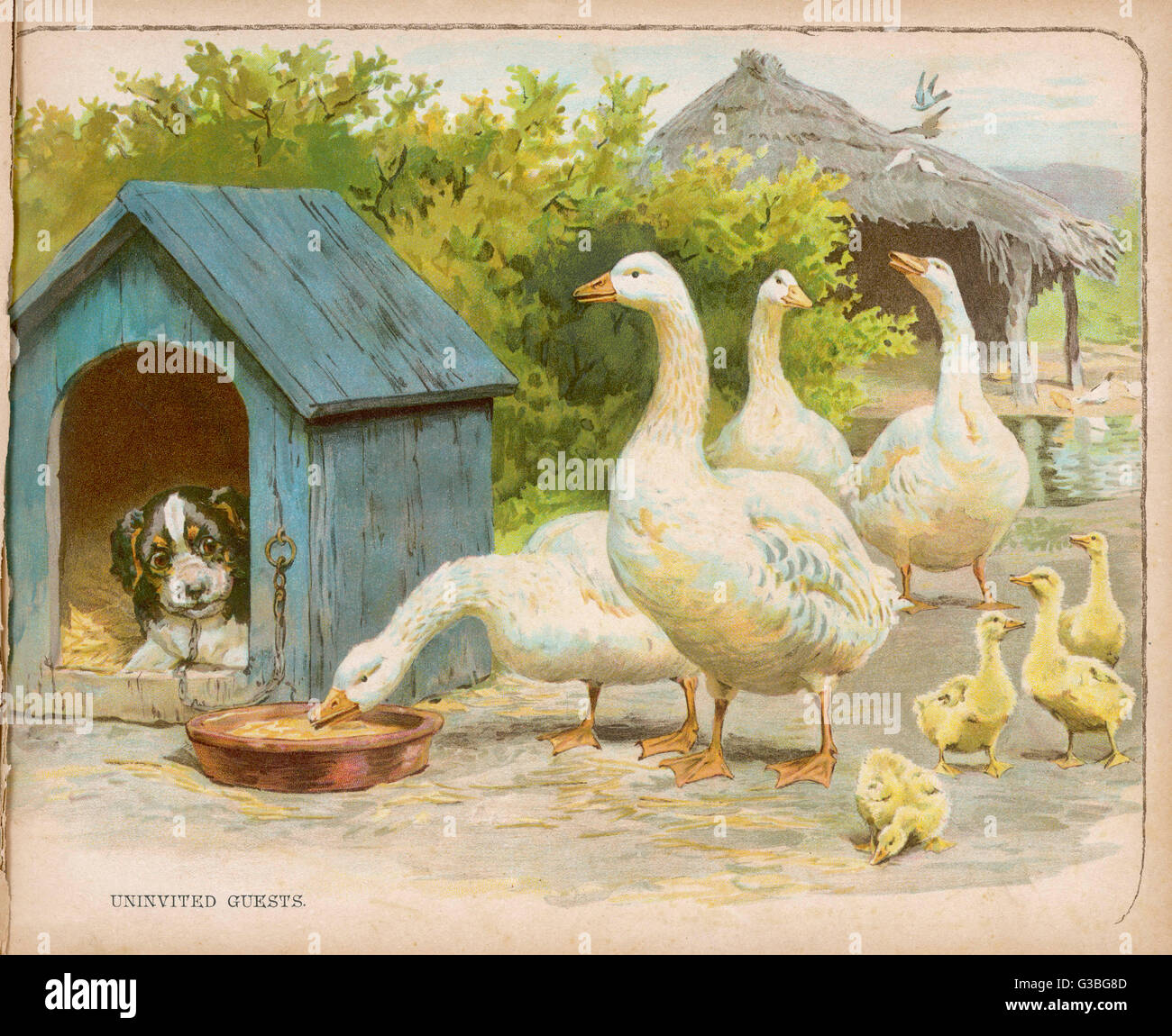 Dog geese hi-res stock photography and images - Alamy