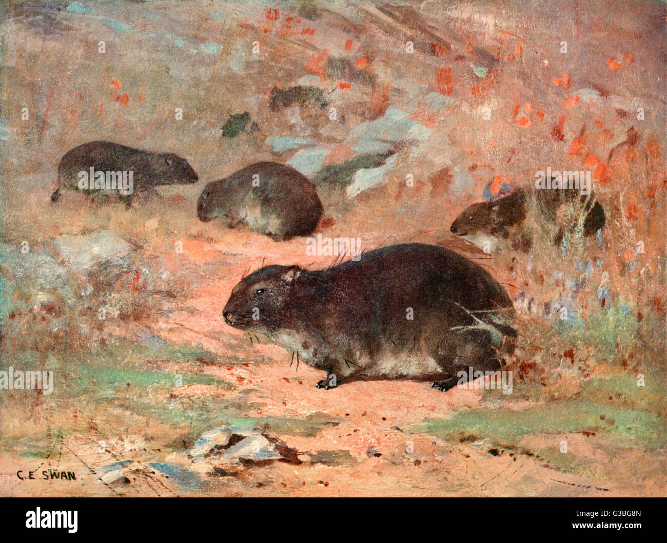 Capensis hi-res stock photography and images - Alamy