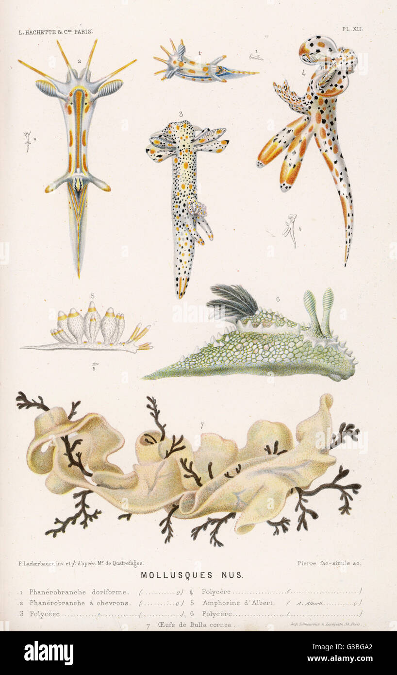 Molluscs hi-res stock photography and images - Alamy