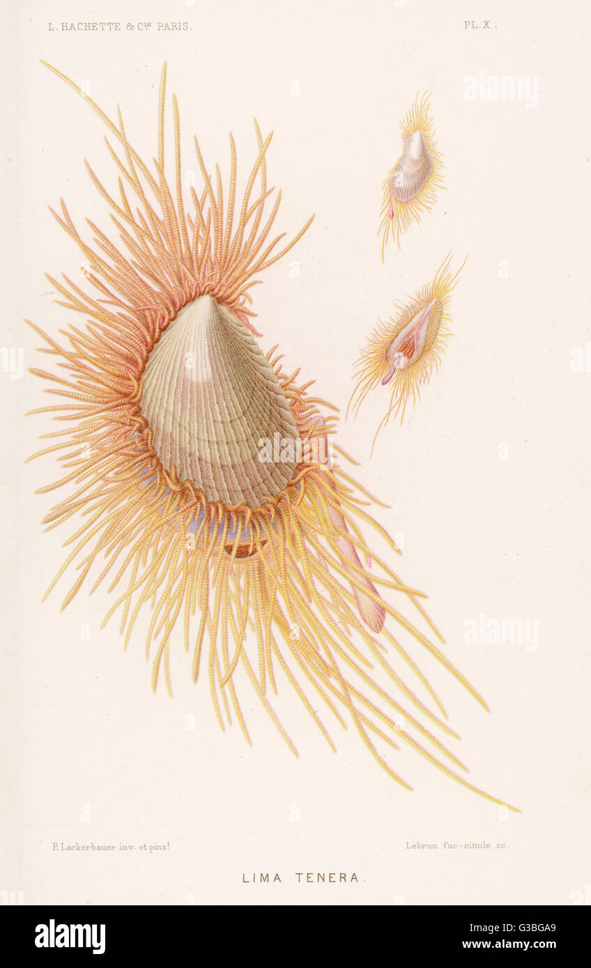 Tenera shellfish hi-res stock photography and images - Alamy