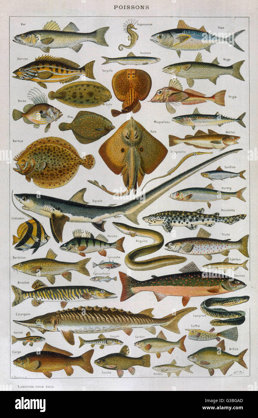 A Selection of Fish Stock Photo - Alamy