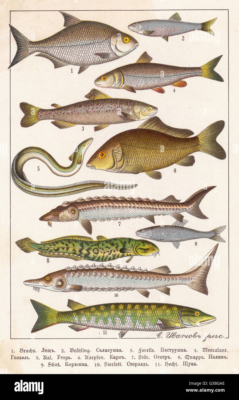 Selection of Fish Stock Photo - Alamy