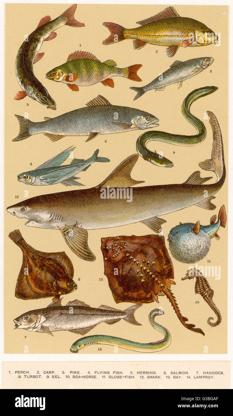 A SELECTION OF FISH Stock Photo - Alamy