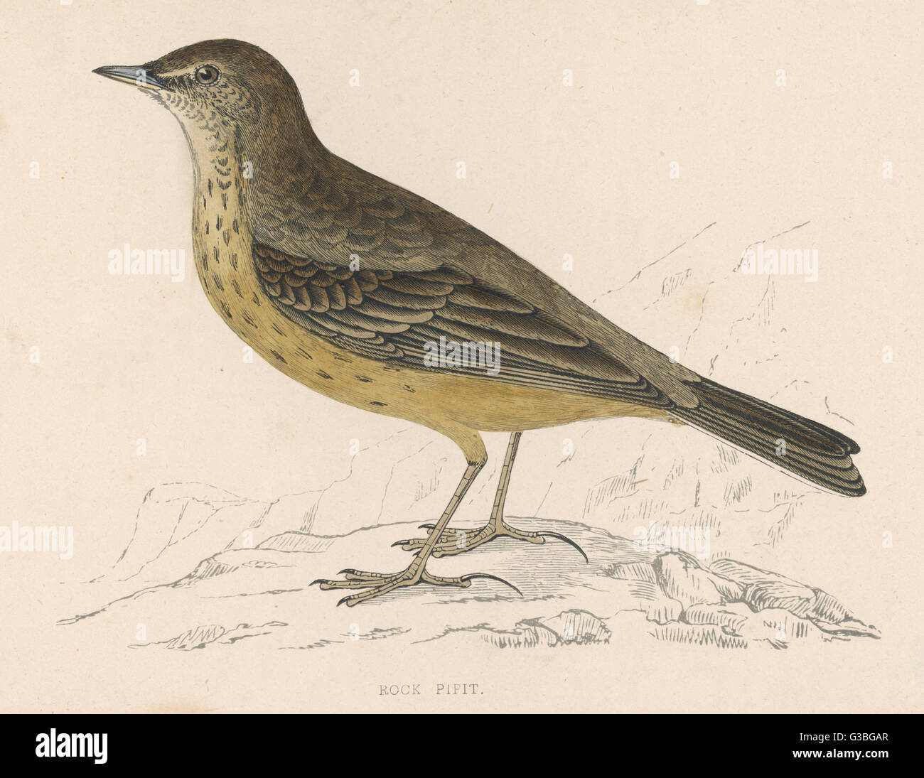 ROCK PIPIT (MORRIS Stock Photo - Alamy