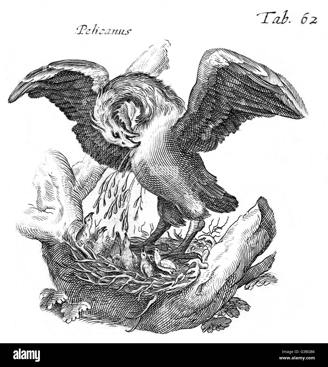 Blood in the chest Cut Out Stock Images & Pictures - Alamy