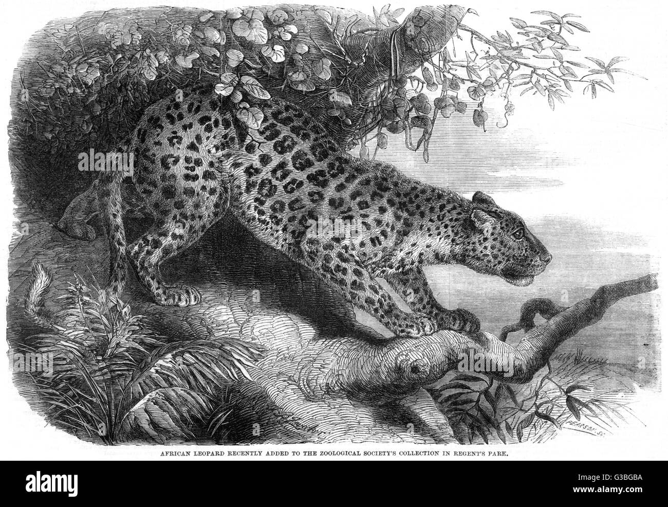 Leopard society hi-res stock photography and images - Alamy