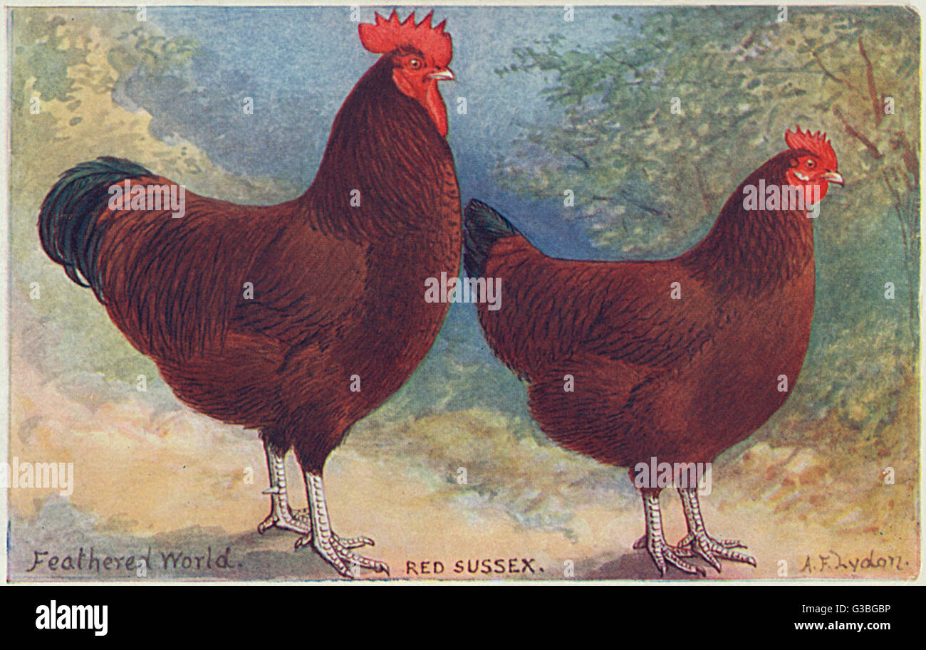 RED SUSSEX POULTRY Stock Photo - Alamy