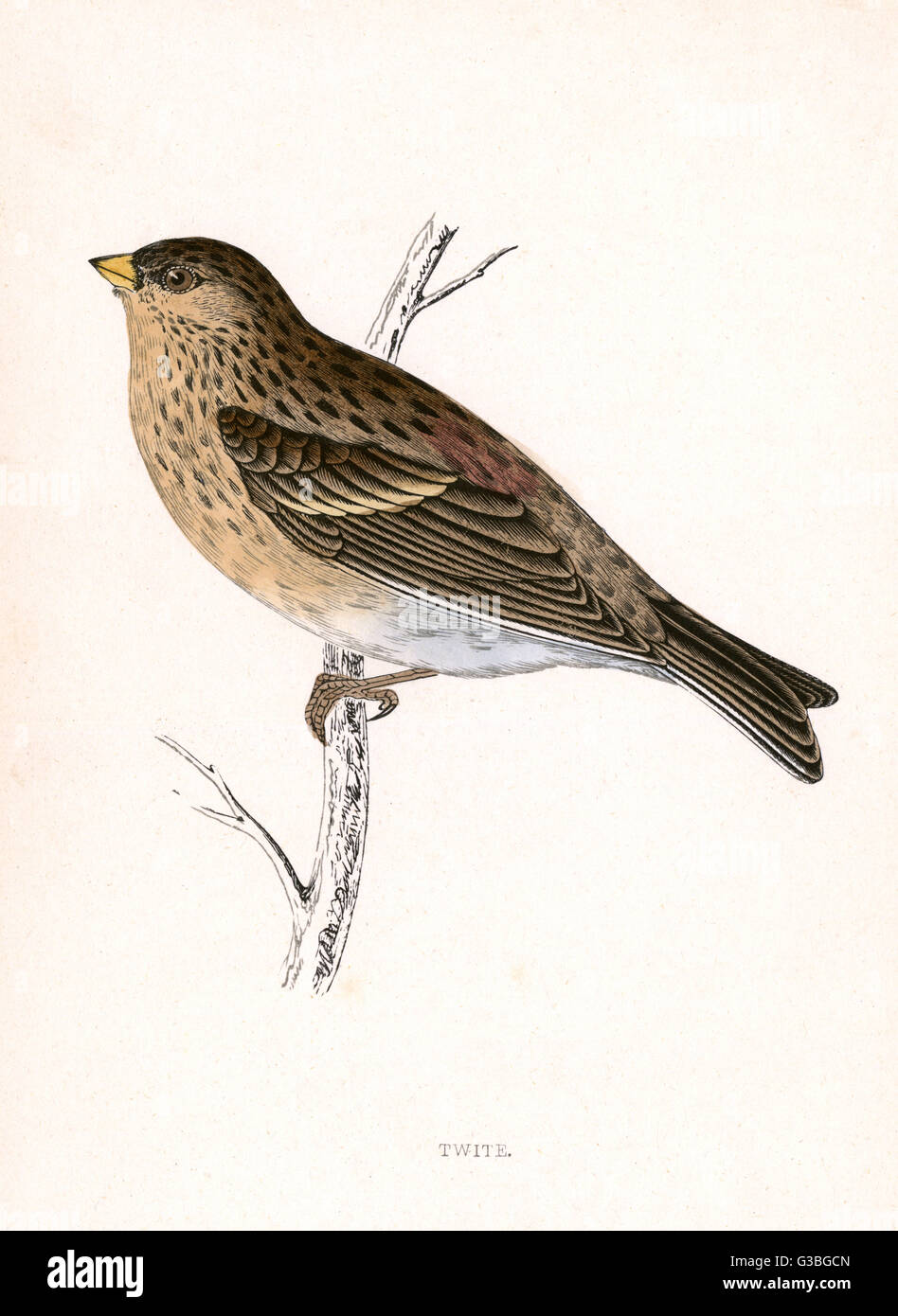 Linota hi-res stock photography and images - Alamy