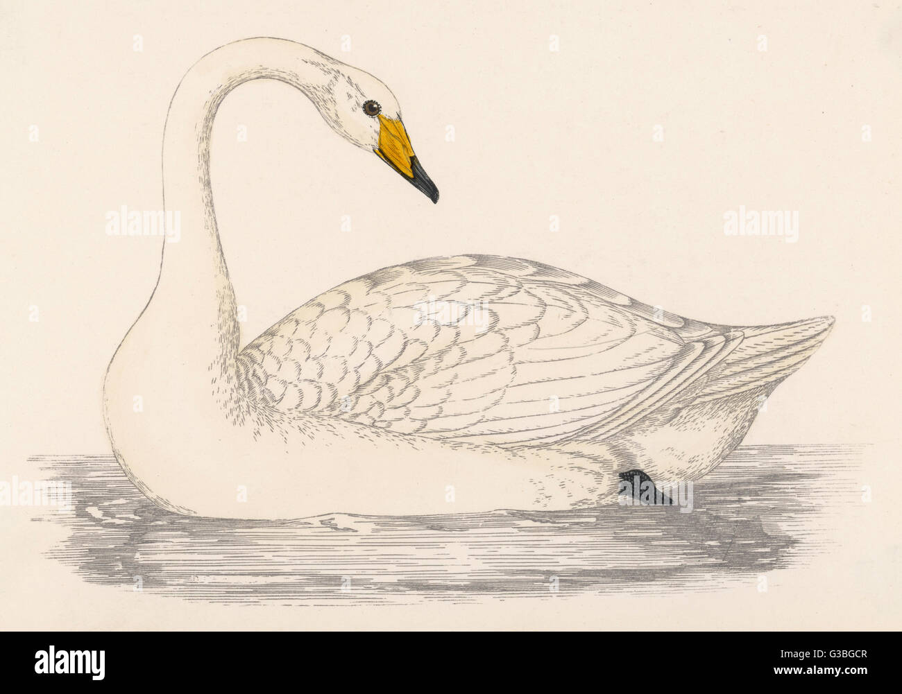 WHOOPER SWAN (MORRIS Stock Photo - Alamy