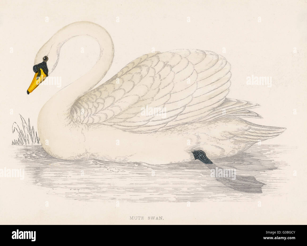 MUTE SWAN (MORRIS Stock Photo - Alamy