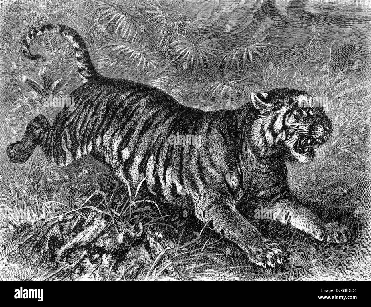Panthera tigris tigris leaping Black and White Stock Photos & Images ...