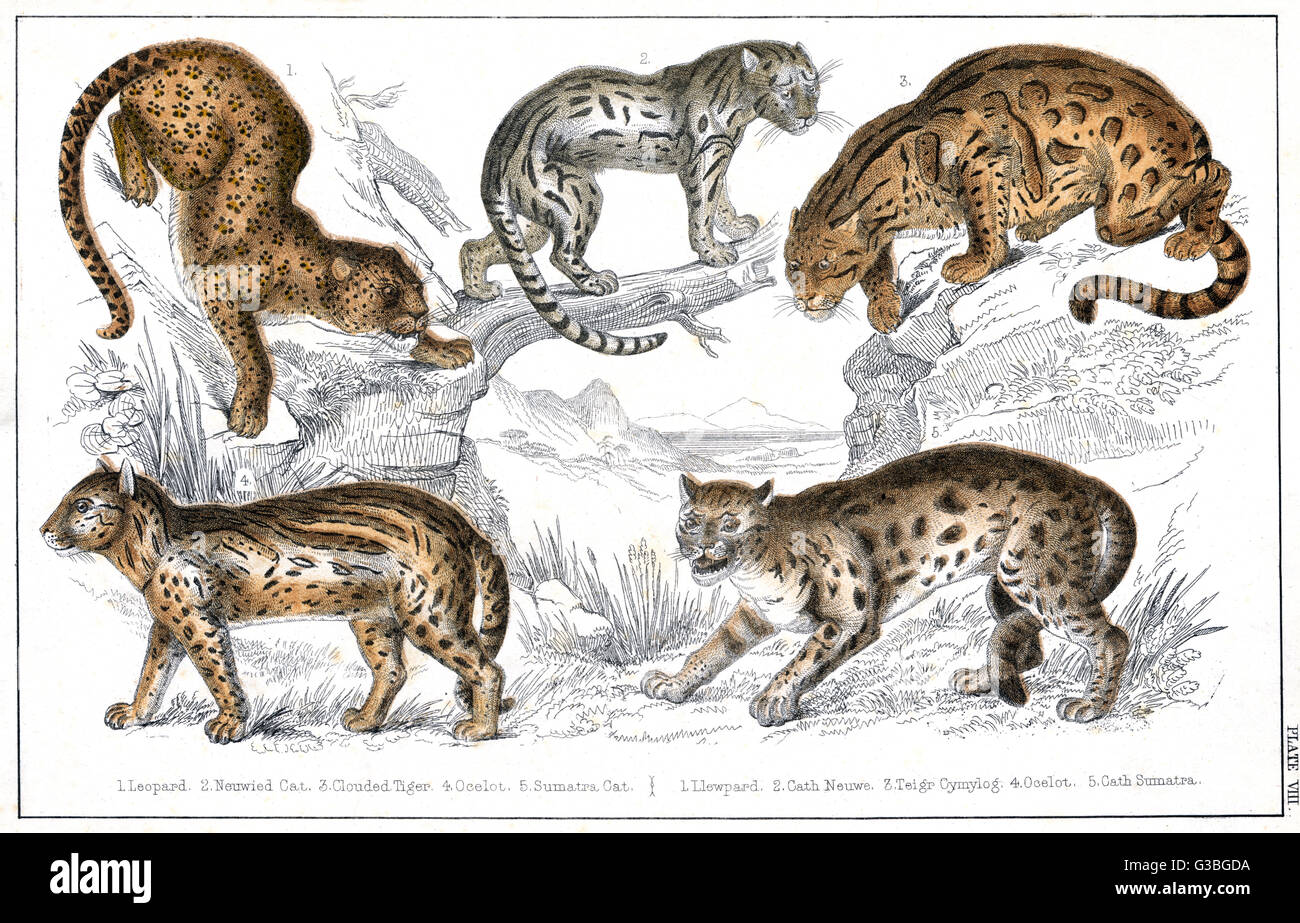 VARIOUS BIG CATS Stock Photo - Alamy