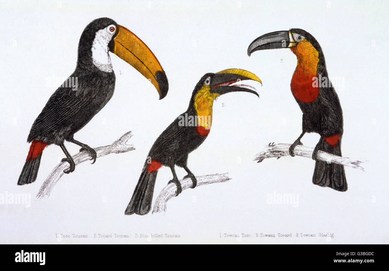 Three toucans hi-res stock photography and images - Alamy