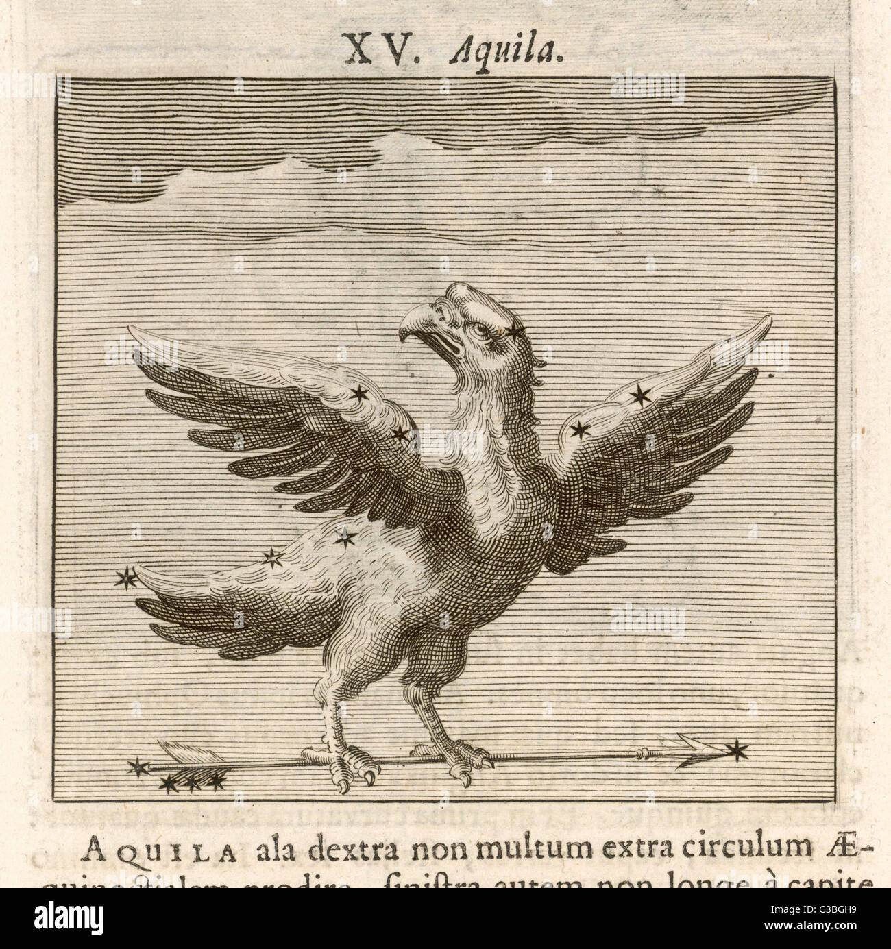 Aquila hi-res stock photography and images - Alamy