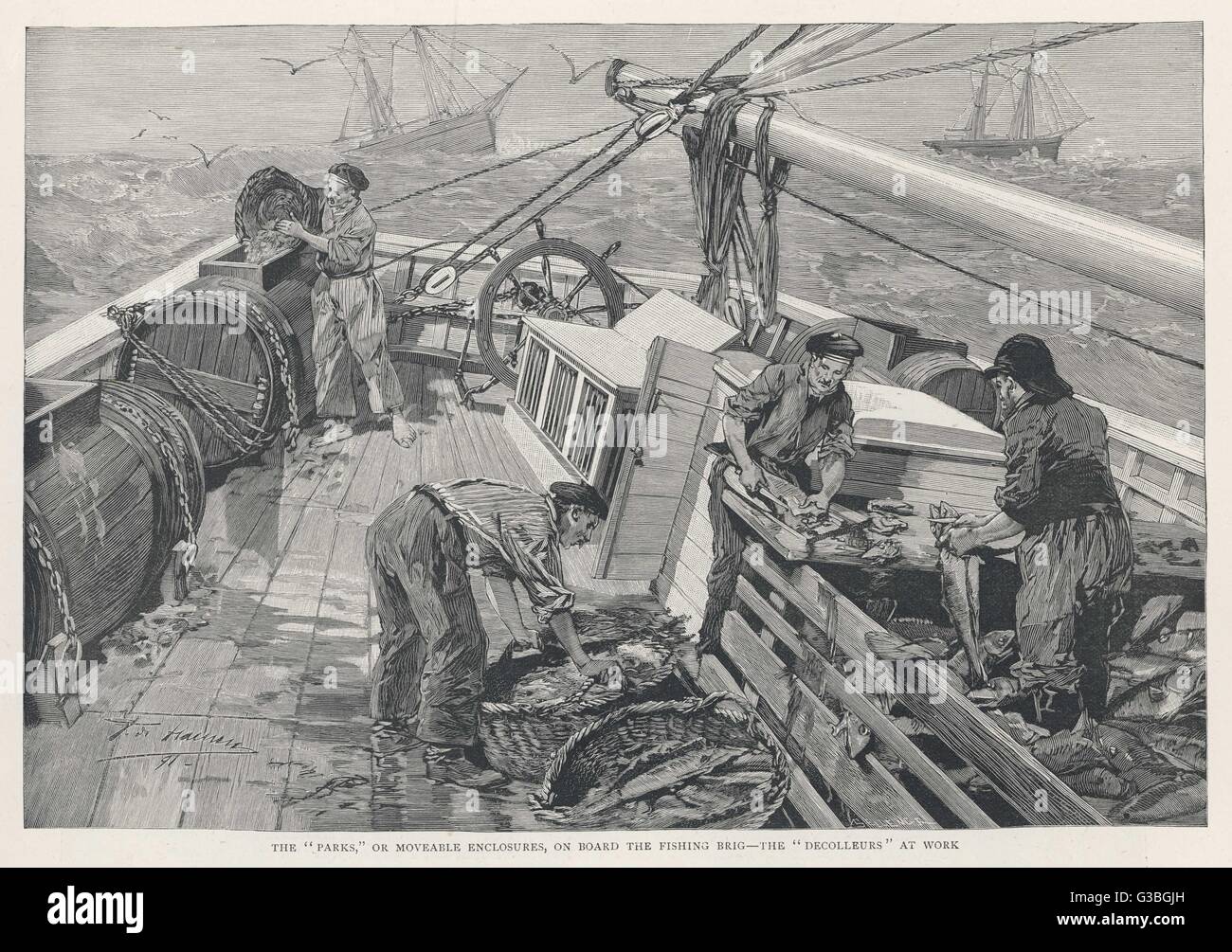 Gutting cod fish hi-res stock photography and images - Alamy