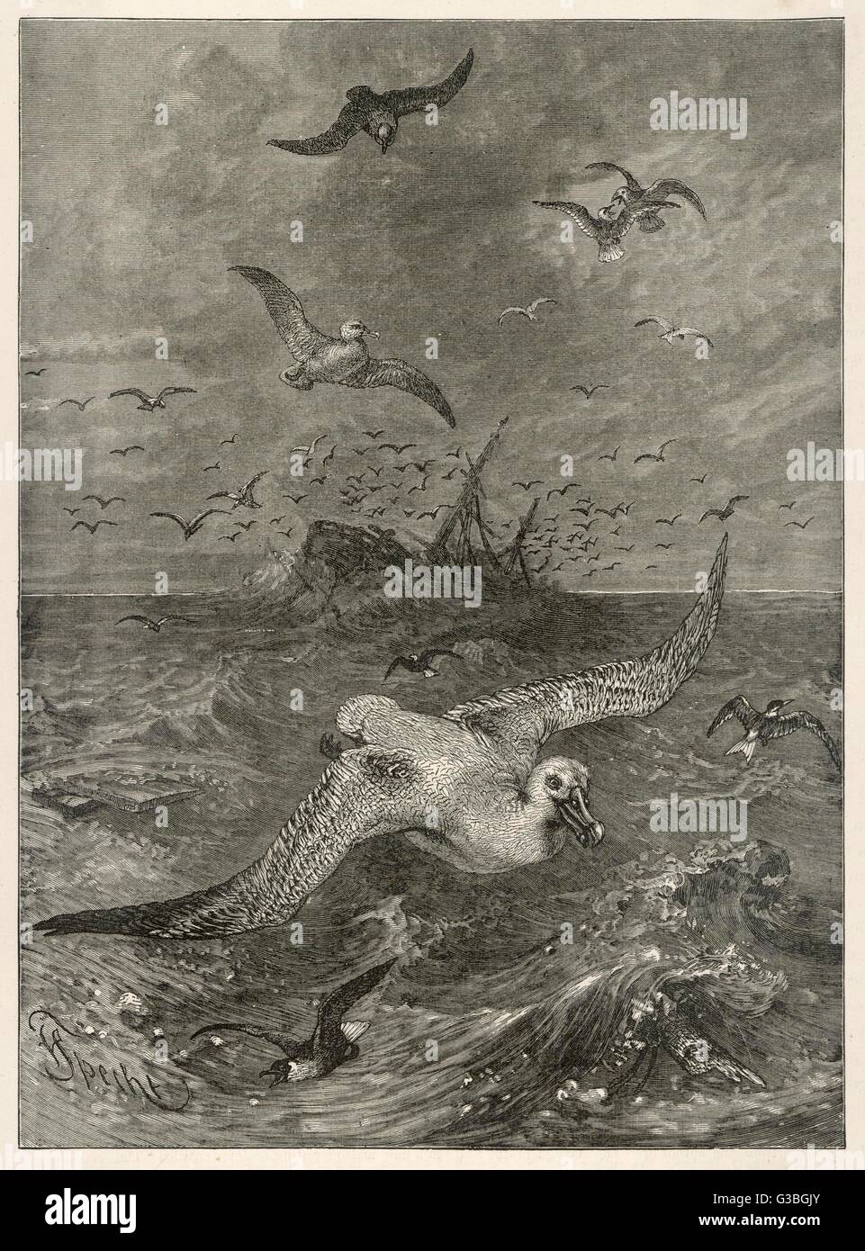 Ship albatross hi-res stock photography and images - Alamy