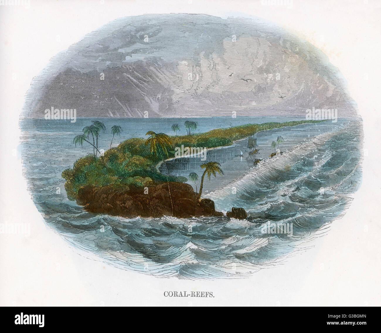 Reef forming hi-res stock photography and images - Alamy