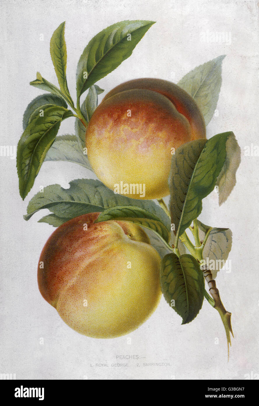 PEACH: ROYAL GEORGE Stock Photo - Alamy