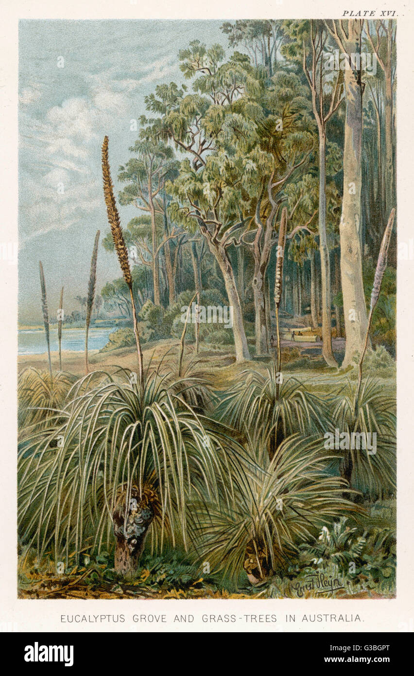 EUCALYPTUS - AUSTRALIA Stock Photo - Alamy