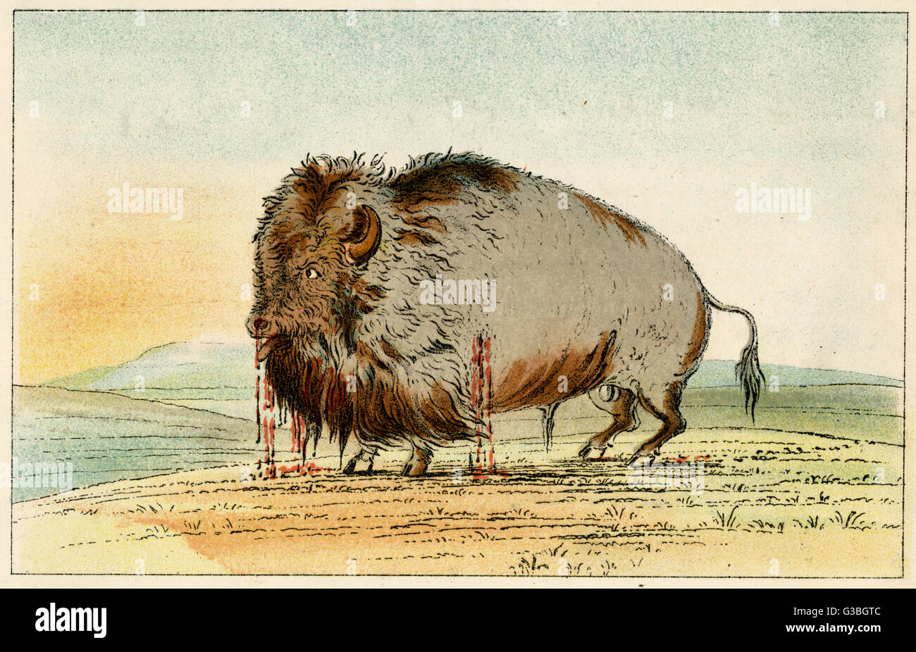 Human and buffalo hi-res stock photography and images - Alamy