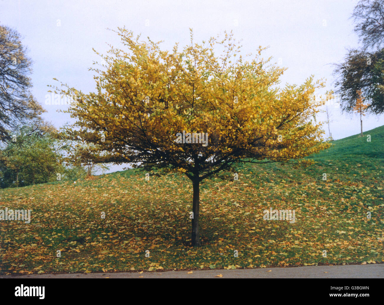 Small london hi-res stock photography and images - Alamy