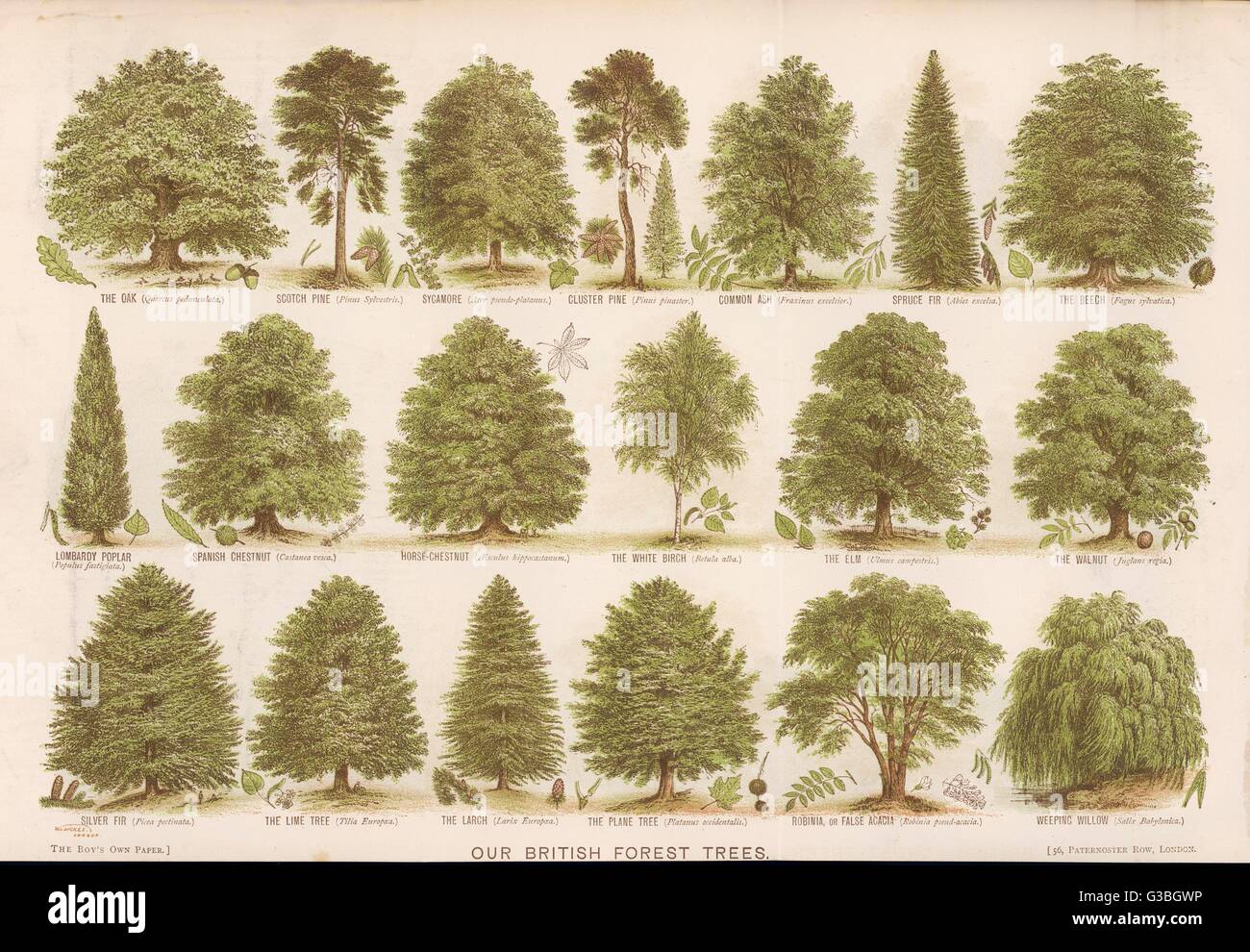 British forest trees Stock Photo - Alamy