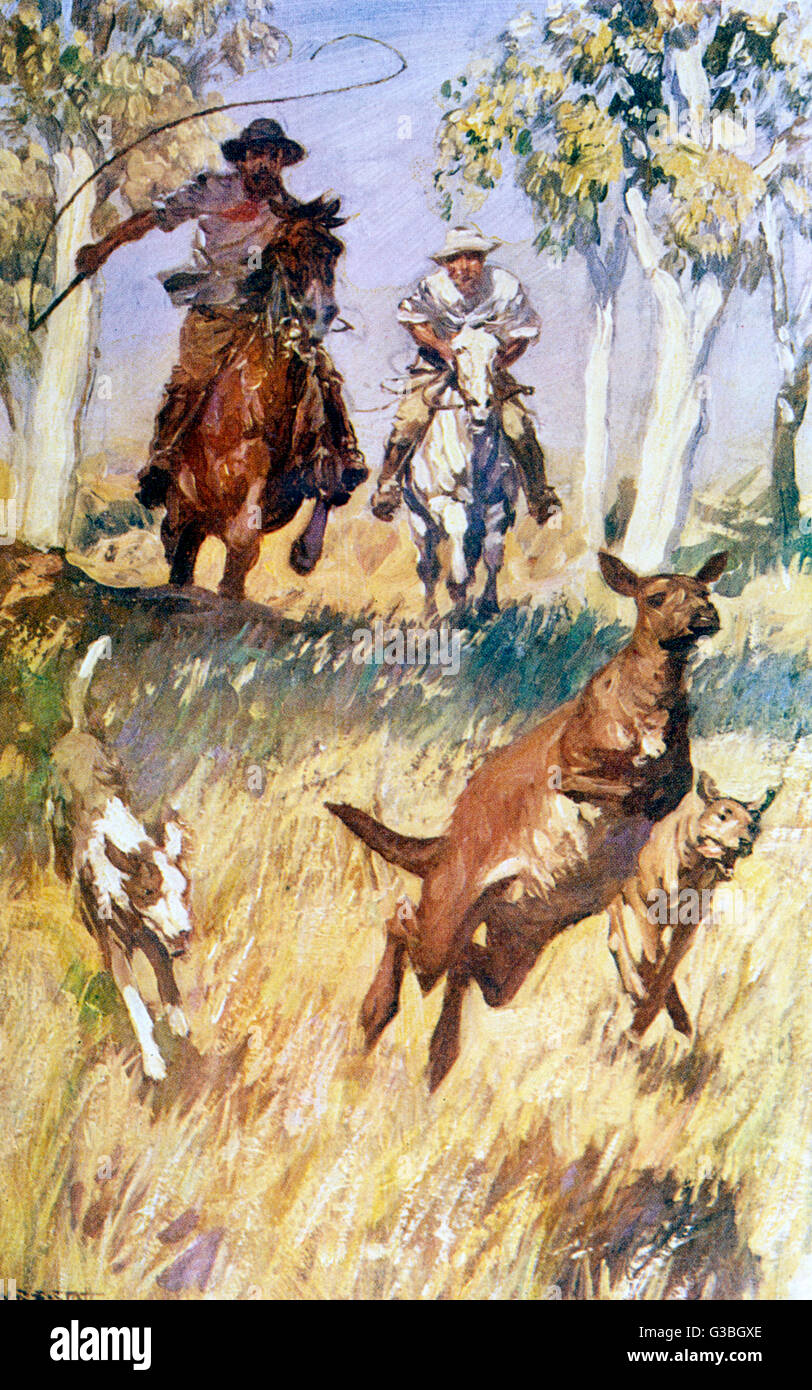 Kangaroo hunt hi-res stock photography and images - Alamy