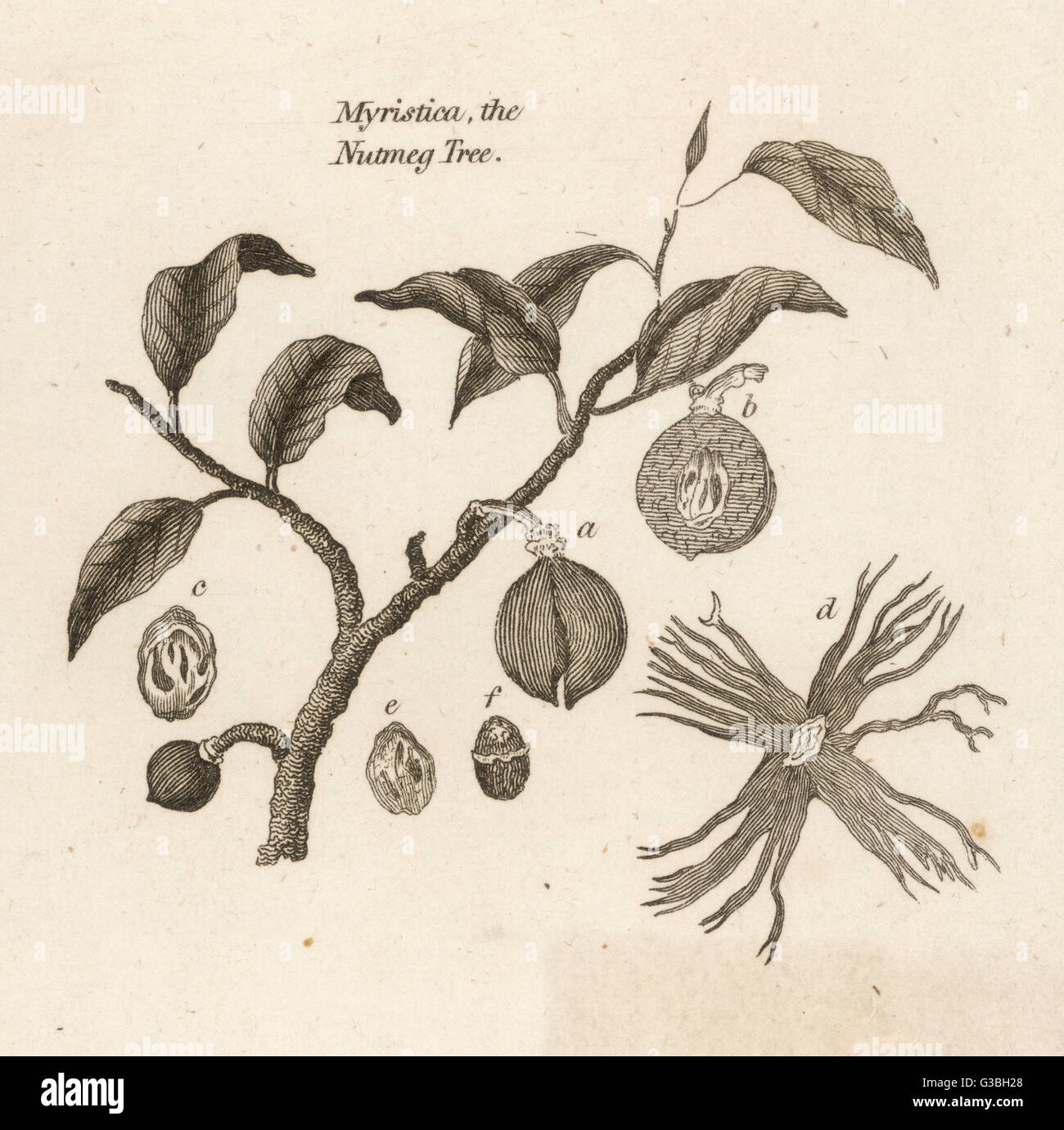 Parts of a tree hi-res stock photography and images - Alamy